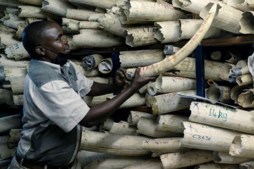 Côte d’Ivoire : face à la difficile lutte contre le trafic des espèces ...